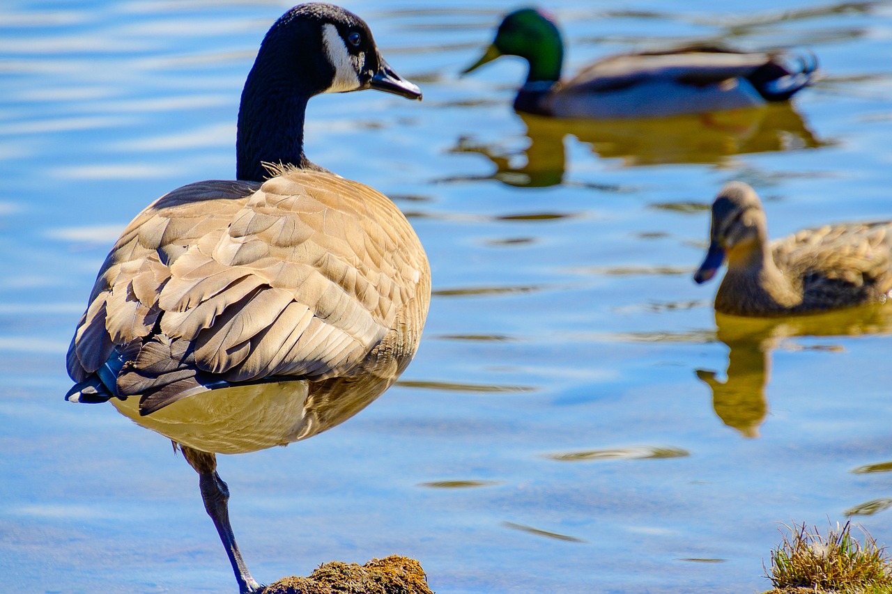 Dinde Cygne Canard - Photo gratuite sur Pixabay - Pixabay