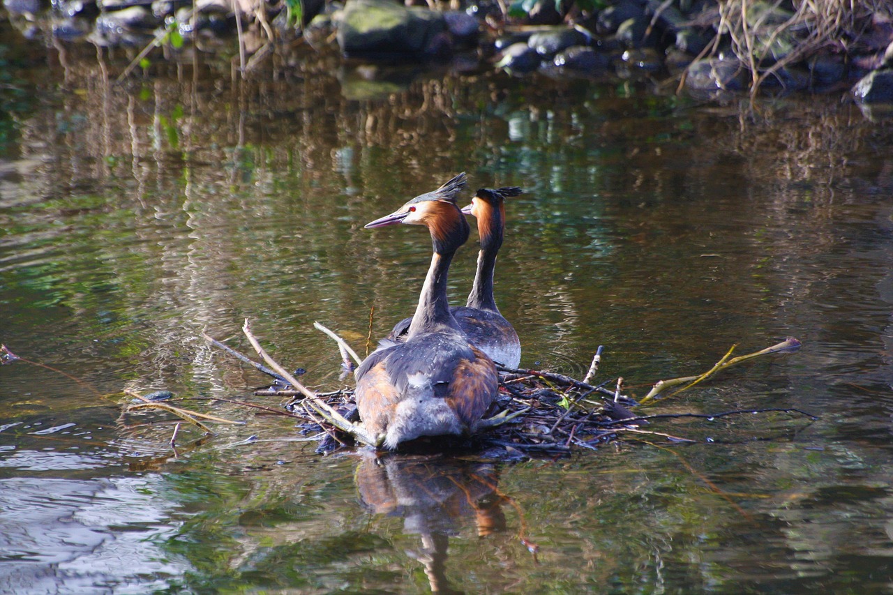 Waterfowl Great Crested Grebe - Free photo on Pixabay - Pixabay