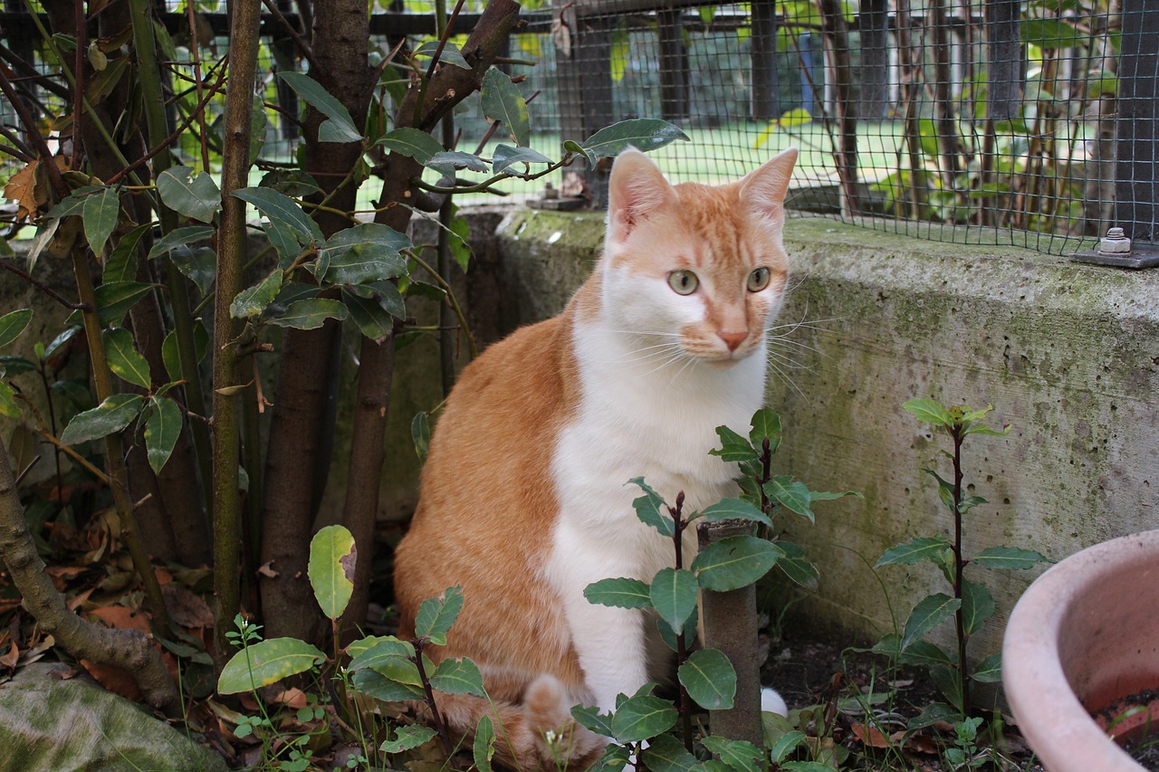 Chat Félin Chaton - Photo gratuite sur Pixabay
