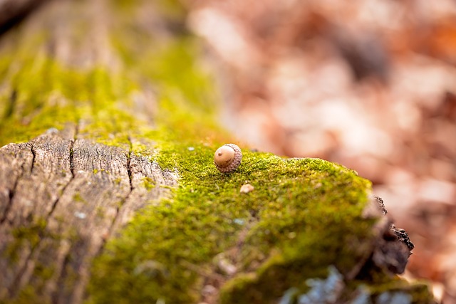 Gland Tombe Nature - Photo gratuite sur Pixabay - Pixabay