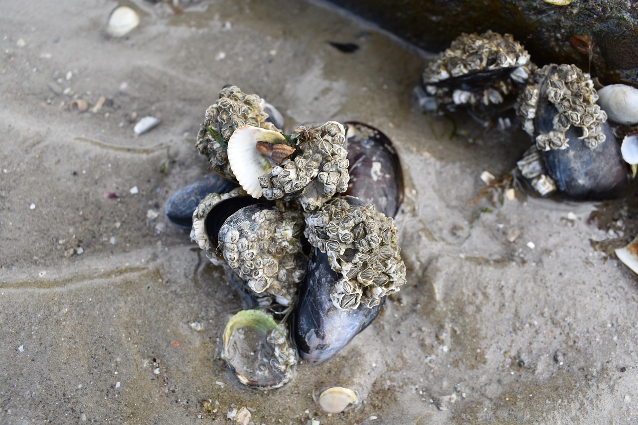 Shellfish North Sea Nature - Free photo on Pixabay - Pixabay