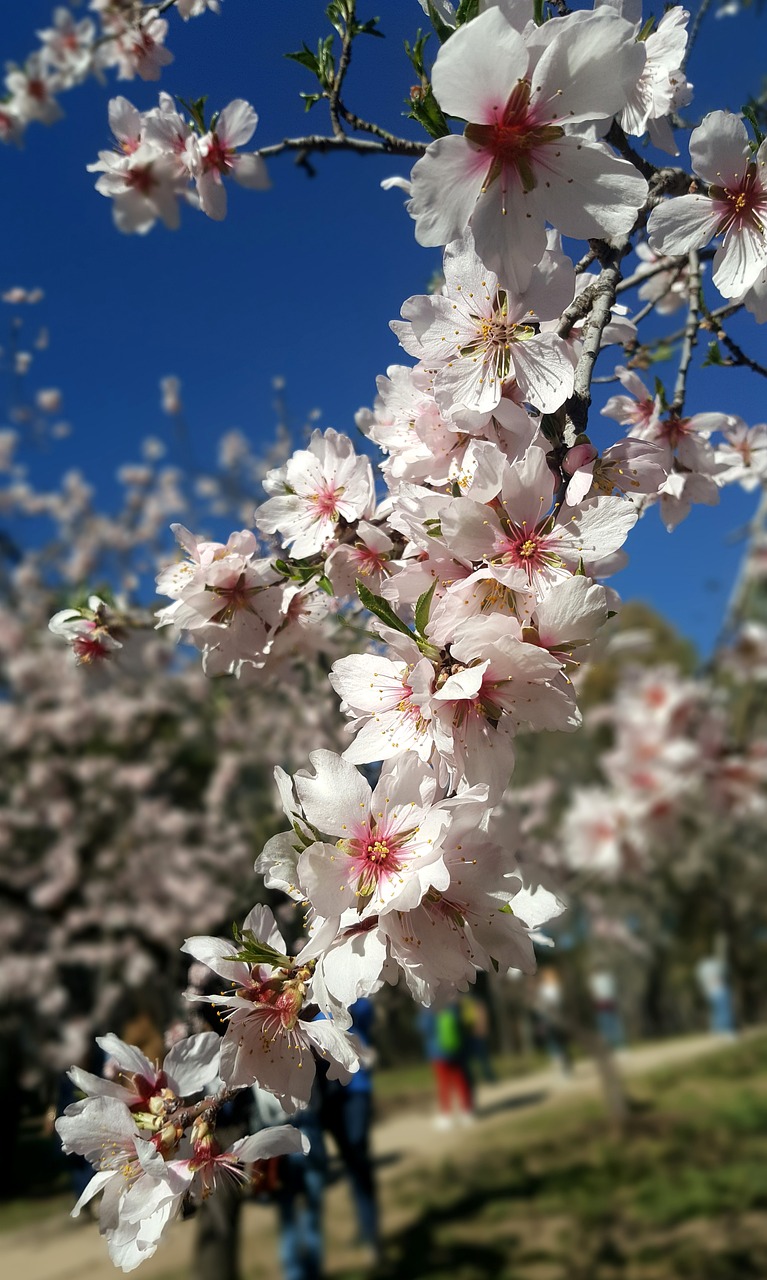 Flor Amendoeira Natureza - Foto gratuita no Pixabay - Pixabay