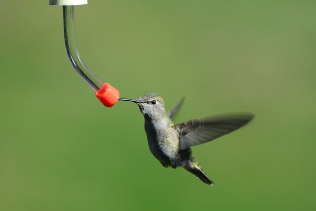Female Annas Hummingbird - Free photo on Pixabay - Pixabay