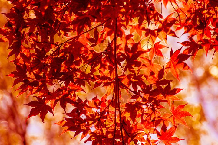 200+ Free Japanese Maple & Maple Images