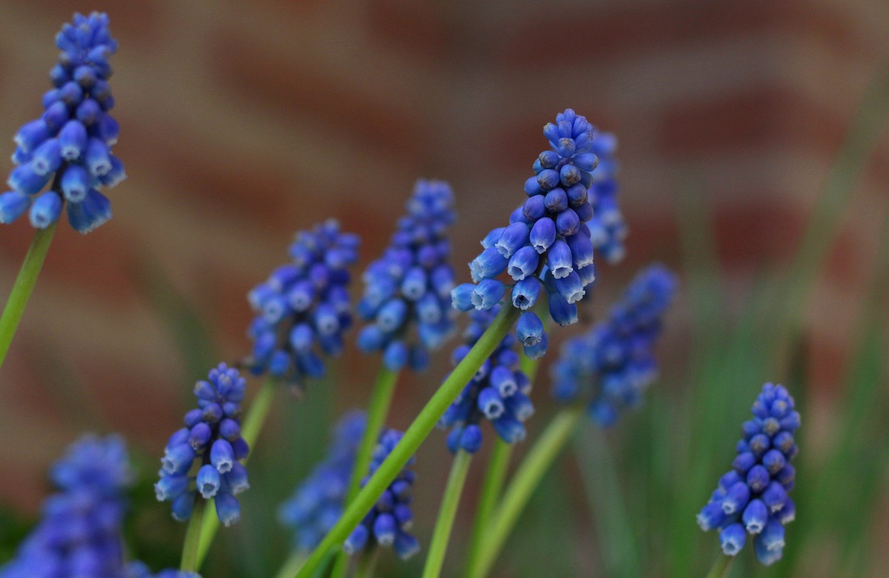 Muscaria Blue Grapes Spring - Free photo on Pixabay - Pixabay