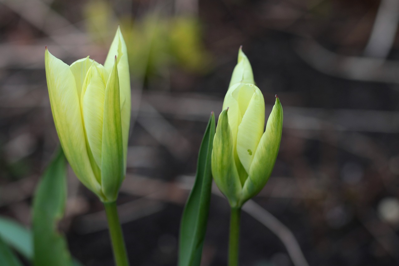 Tulip Kuning Pucat Runcing Tanaman - Foto gratis di Pixabay - Pixabay