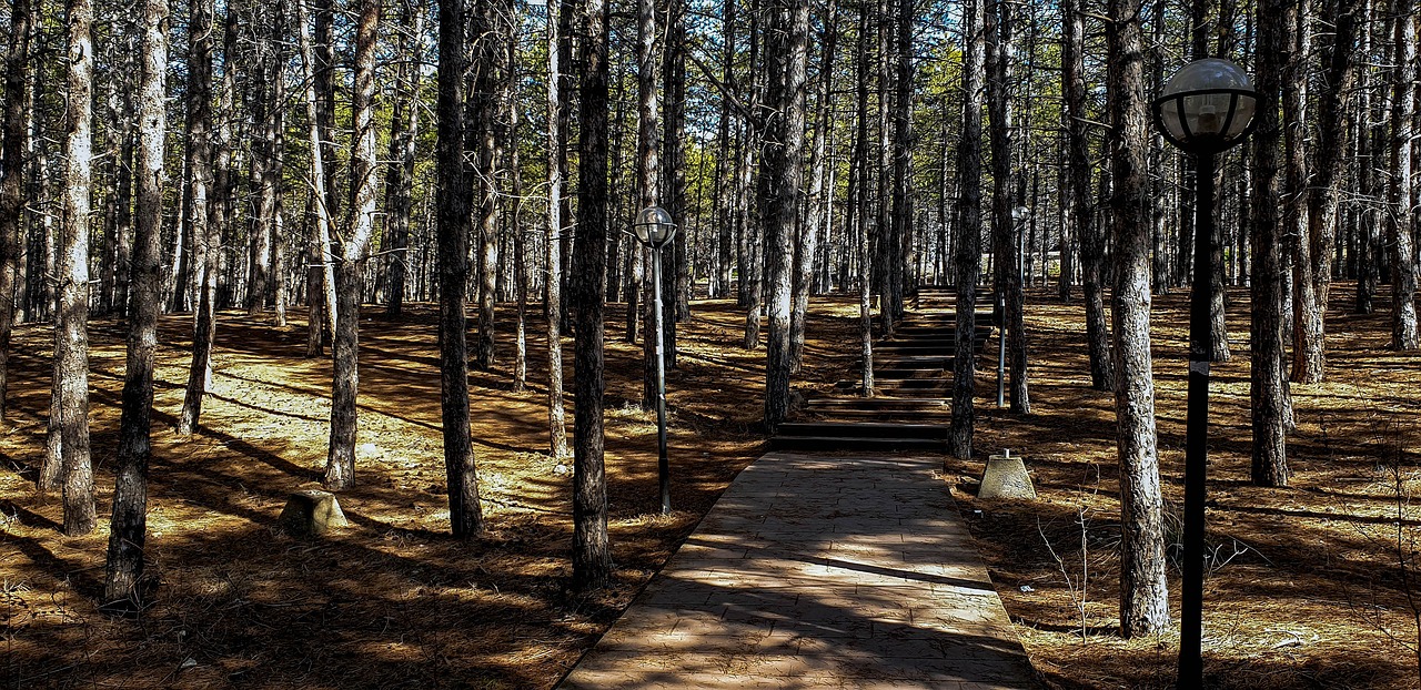 Bosque Árbol Naturaleza - Foto gratis en Pixabay - Pixabay