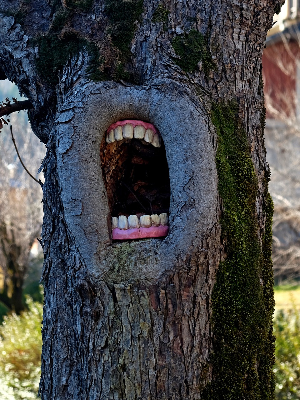 Tree Mouth - Free photo on Pixabay