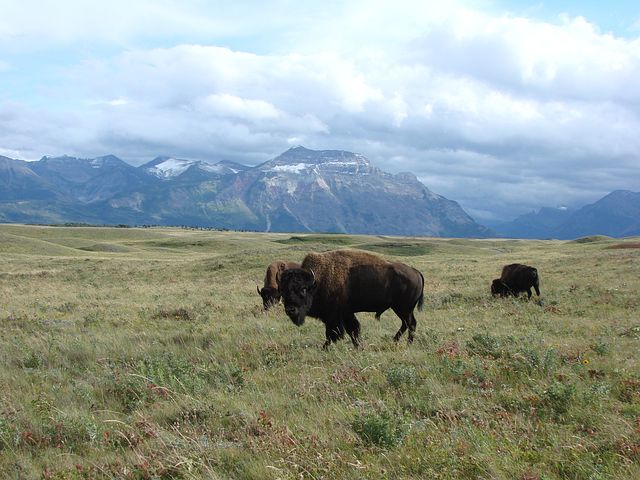80+ Free Bull Bison & Bison Photos - Pixabay