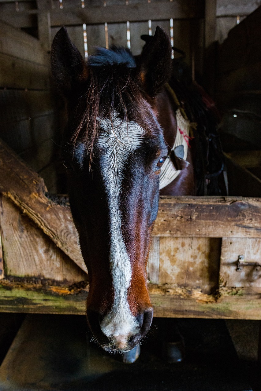 Cheval Stable Grange - Photo gratuite sur Pixabay - Pixabay