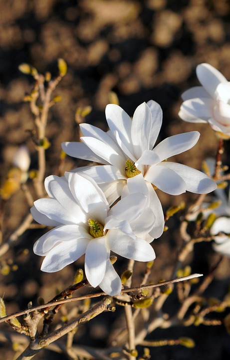 Magnolia White Blossom - Free photo on Pixabay