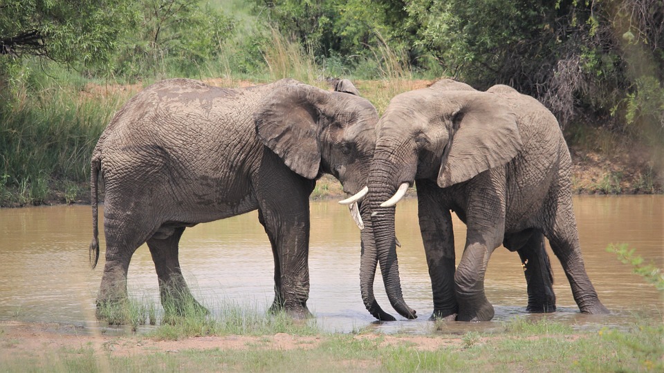 African Elephants Together Mating - Free photo on Pixabay
