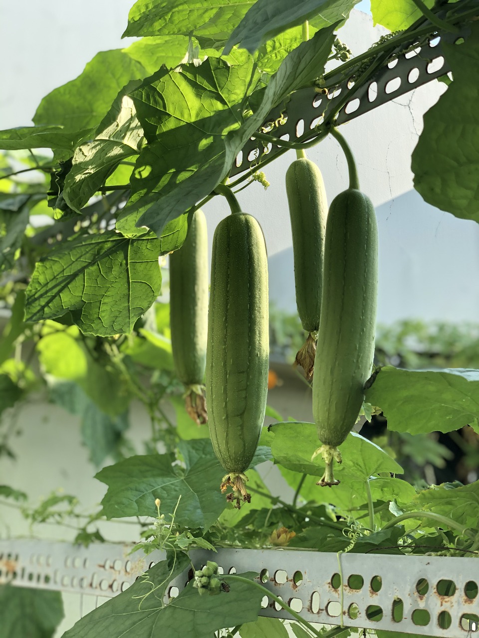 Gourd Luffa Loopah - Free photo on Pixabay - Pixabay
