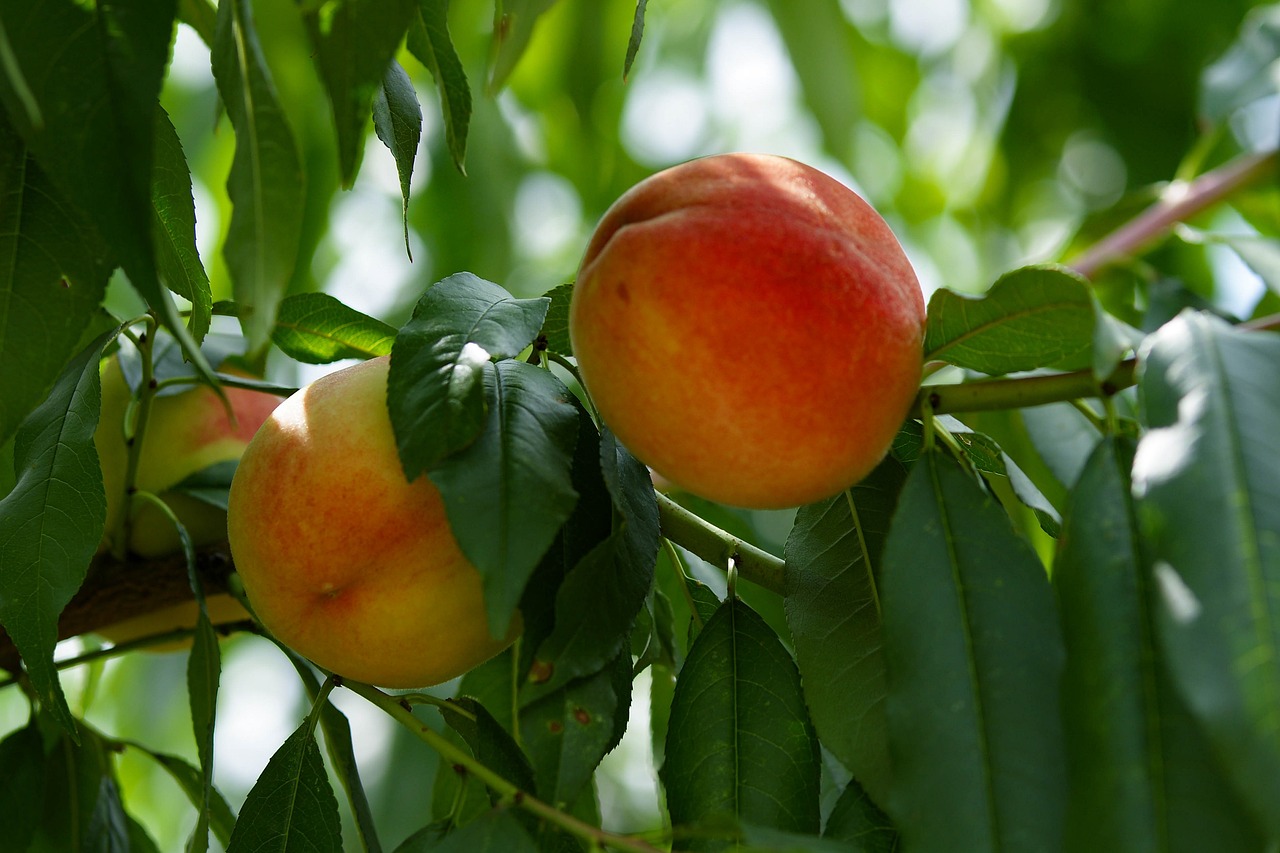 Peach Fruit Vitamins - Free photo on Pixabay - Pixabay