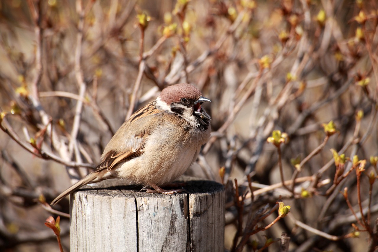 100+ Free Beautiful Sparrow & Sparrow Images - Pixabay