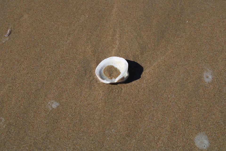 The Port Of Santa Maria Sand Shell - Free photo on Pixabay - Pixabay