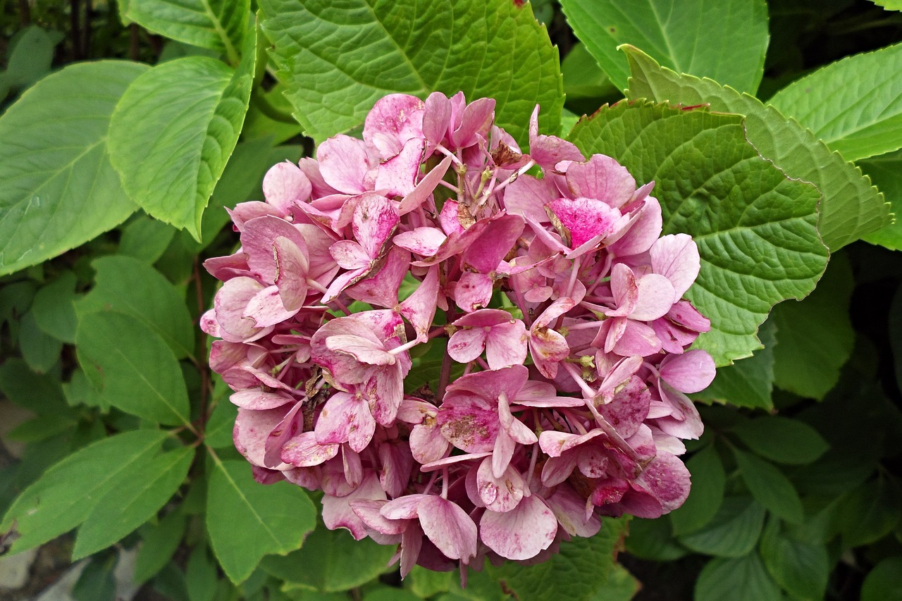 Blume Hortensie Natur - Kostenloses Foto auf Pixabay - Pixabay