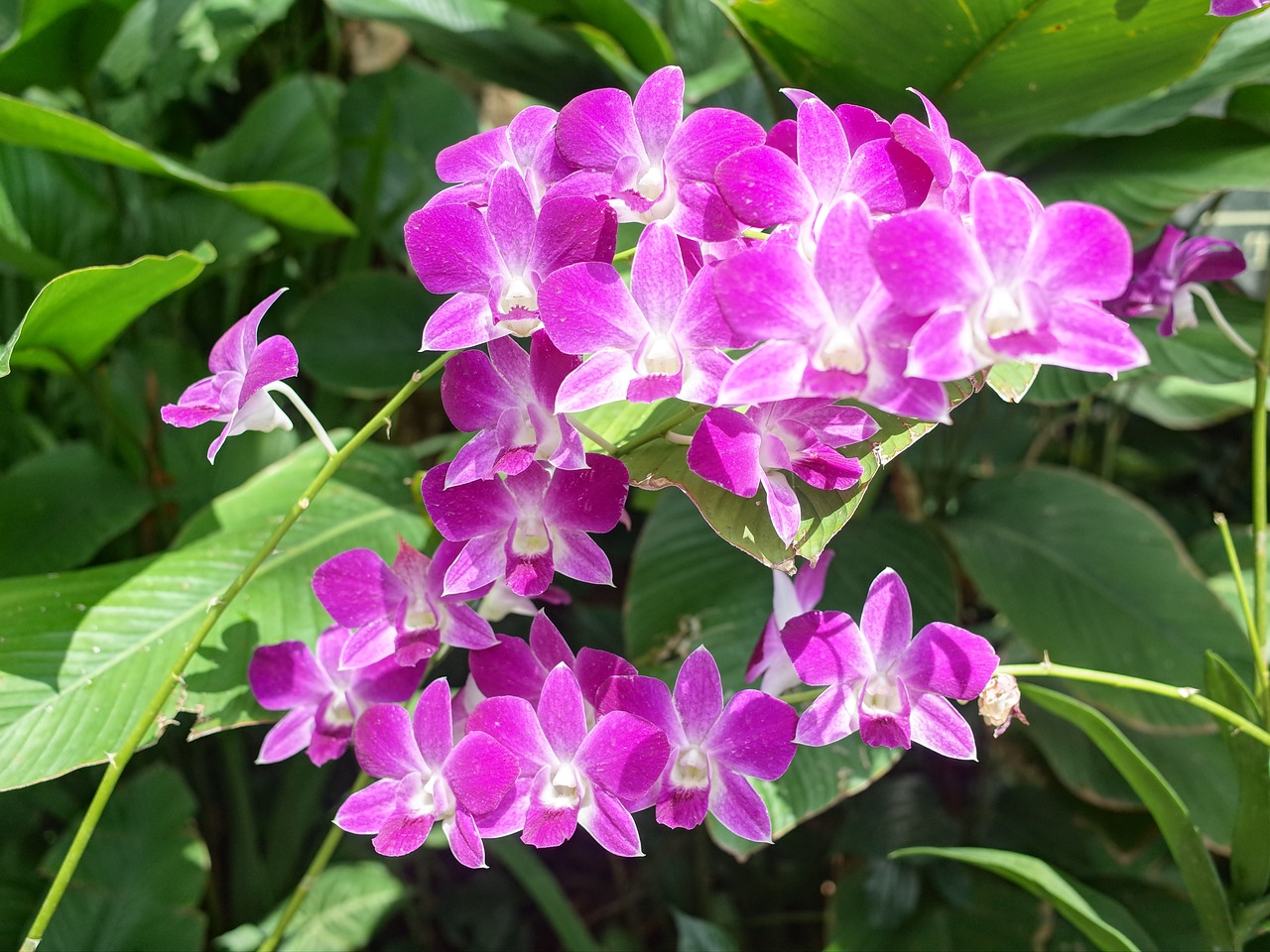 Orchidée Fleurs Mauve - Photo gratuite sur Pixabay - Pixabay