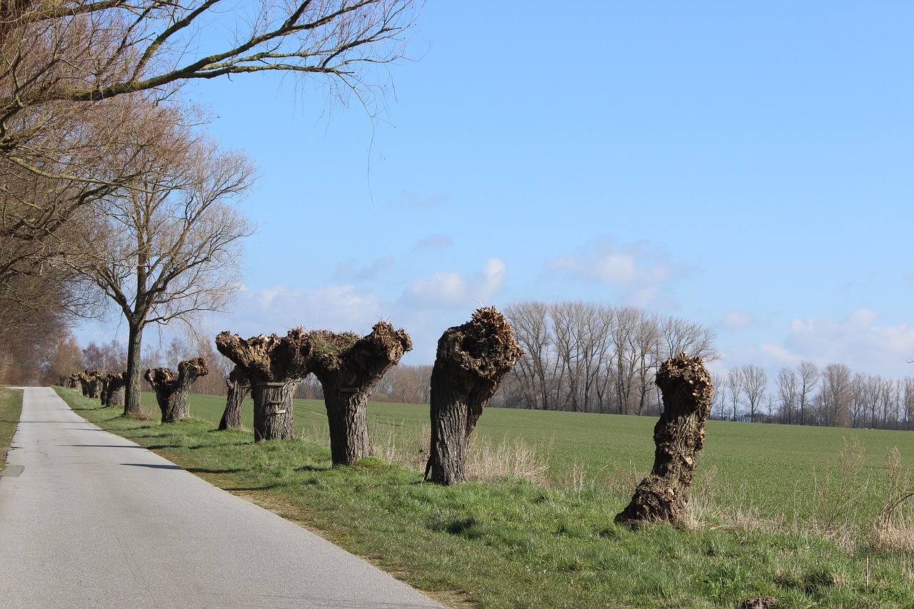 Landscape Pollarded Willows Trees - Free photo on Pixabay - Pixabay