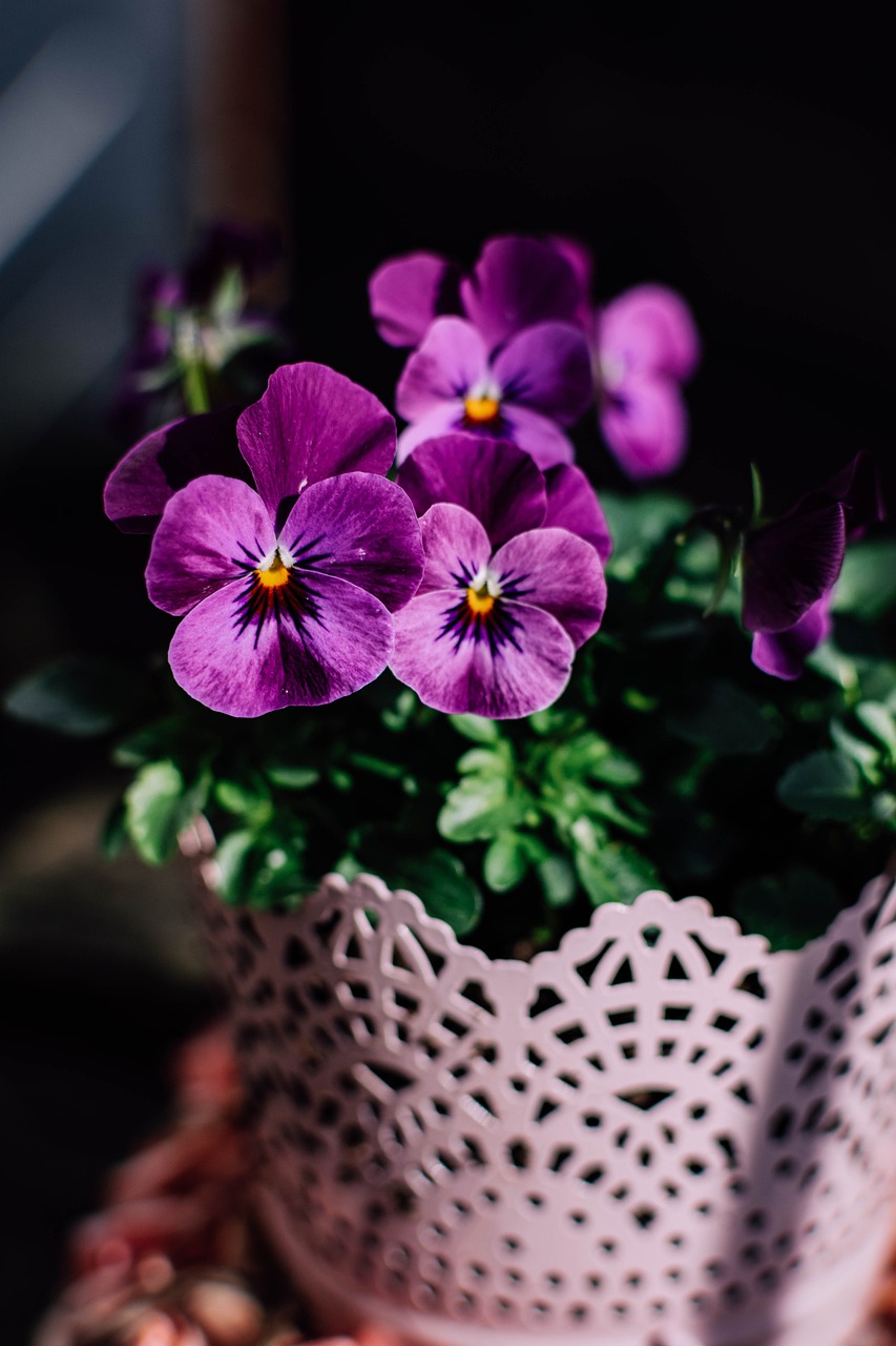 Banci Violet Tanaman Bunga - Foto gratis di Pixabay - Pixabay