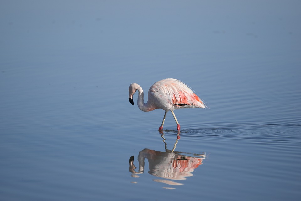 Bird Pink Lagoon - Free photo on Pixabay - Pixabay