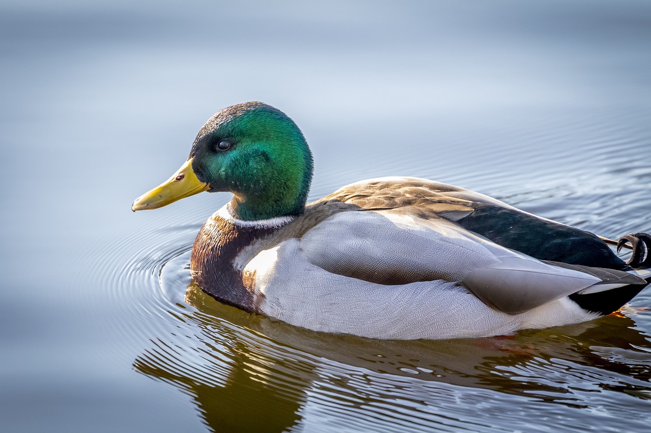 Animal Background Beak - Free photo on Pixabay