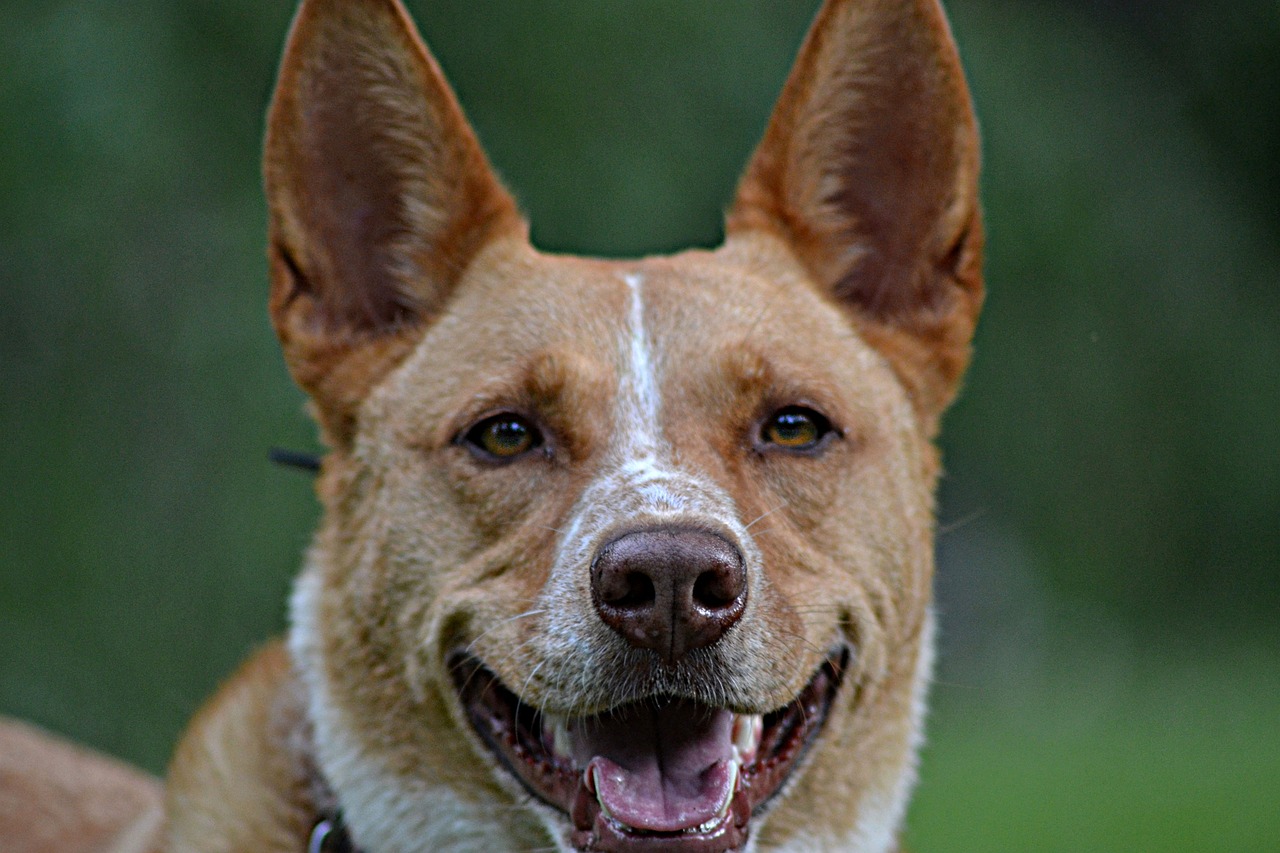 Cachorro Bicho De Estimação - Foto gratuita no Pixabay - Pixabay