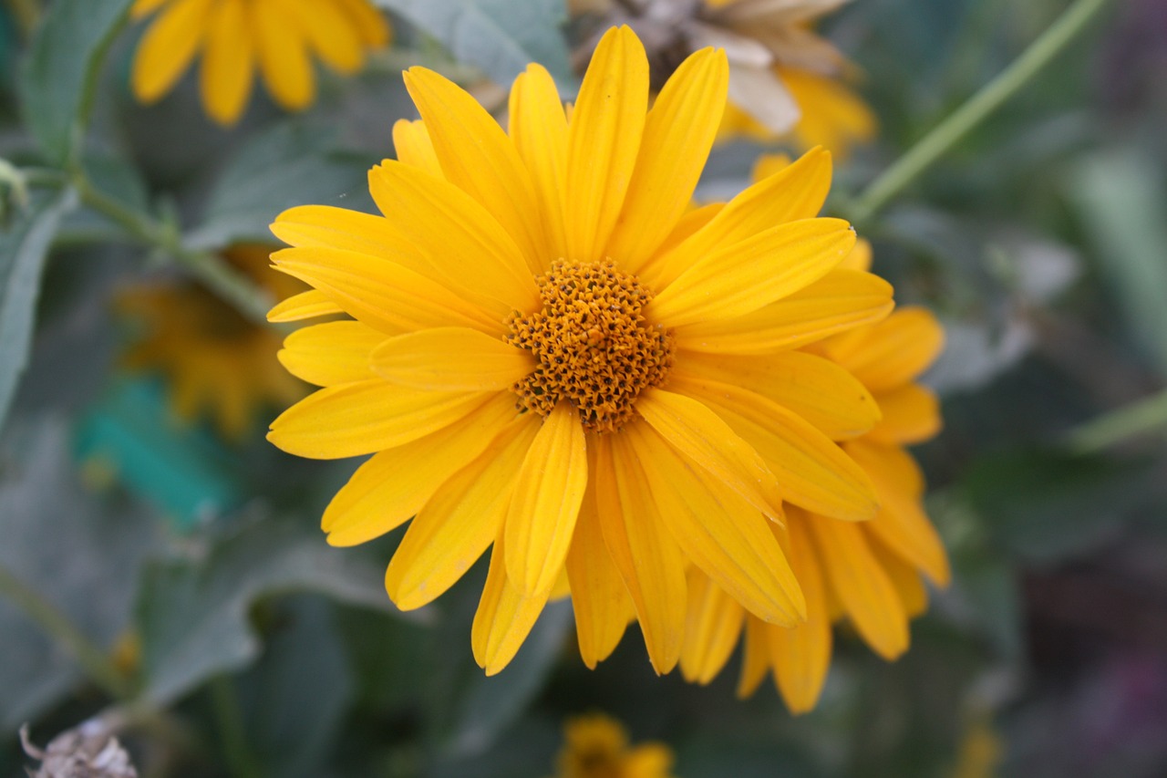 Earth Hour Flowers Flower - Free photo on Pixabay - Pixabay