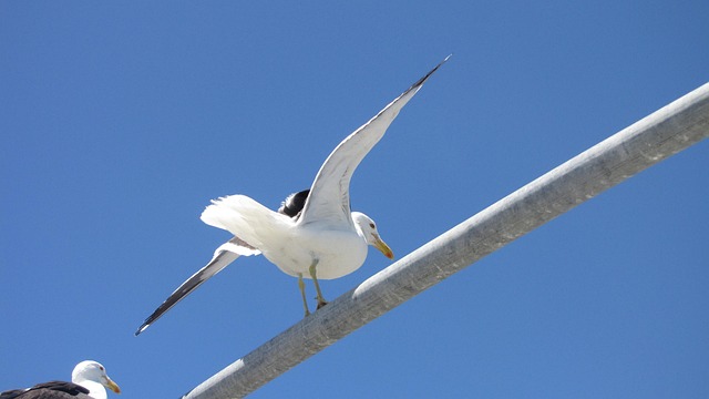 Seagull Sea Beach - Free photo on Pixabay - Pixabay