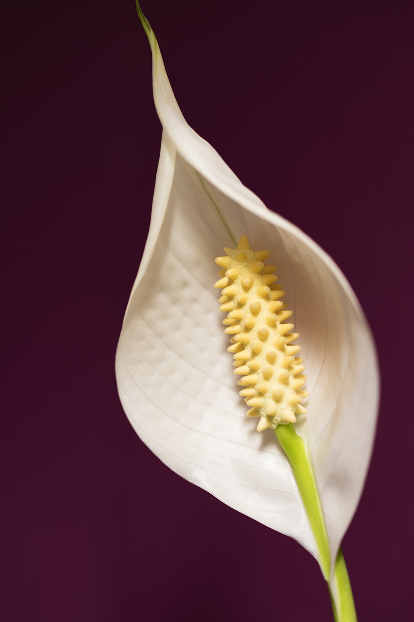 90+ Free Fake Flowers & Fake Photos - Pixabay