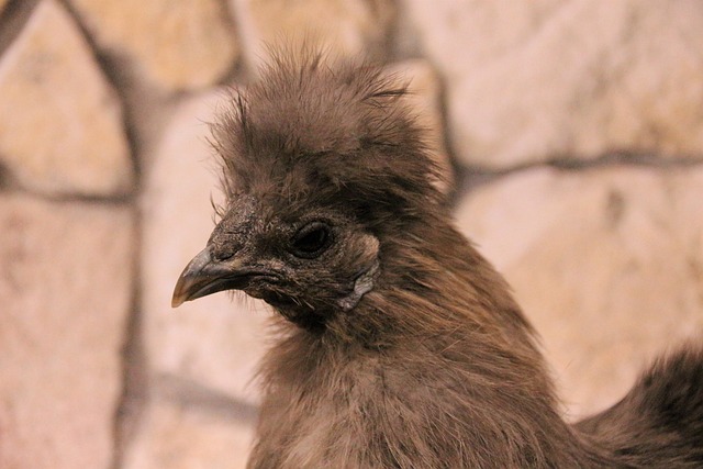 Poulet Poule La Volaille - Photo gratuite sur Pixabay - Pixabay