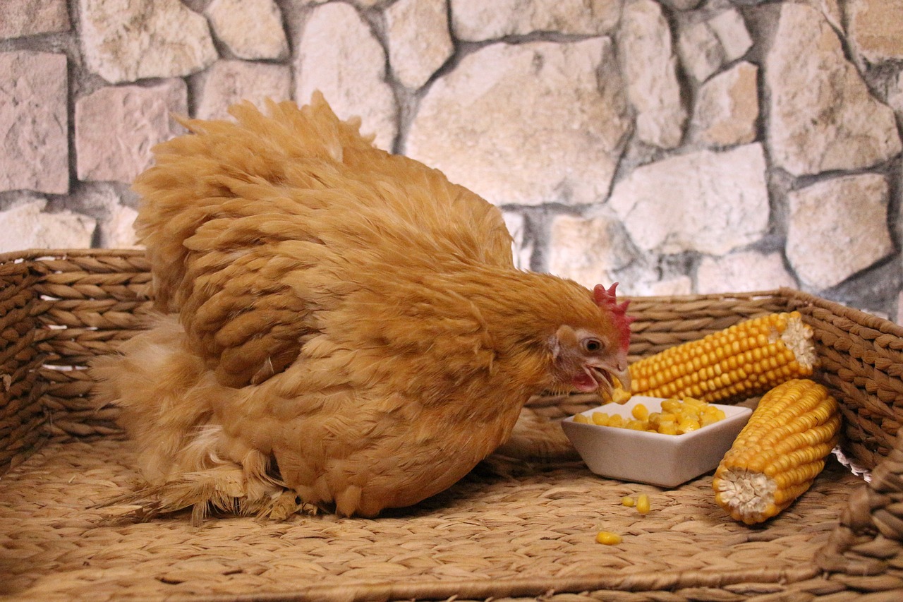 Chicken Hen Poultry - Free photo on Pixabay - Pixabay