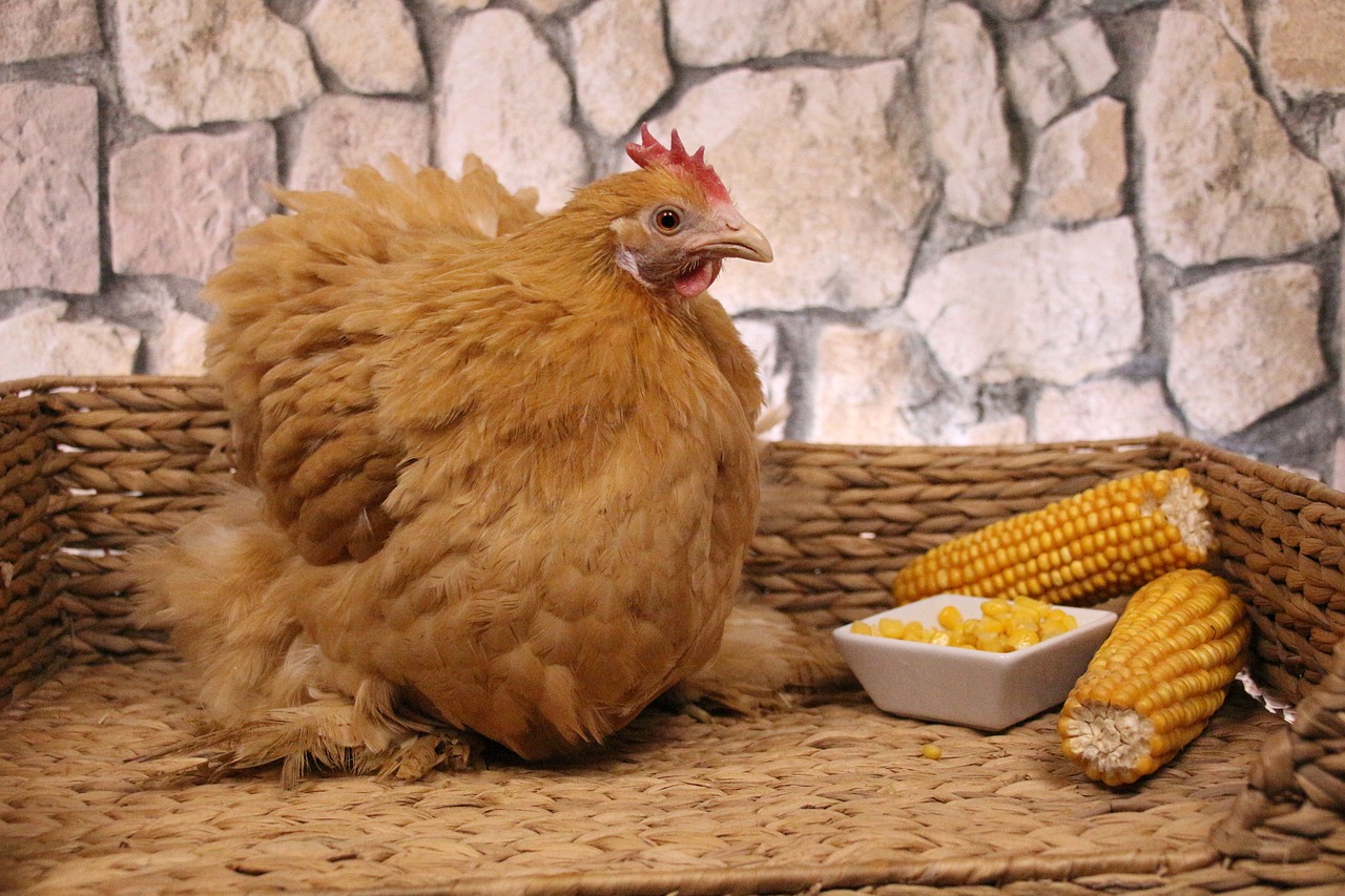 Chicken Hen Poultry - Free photo on Pixabay - Pixabay