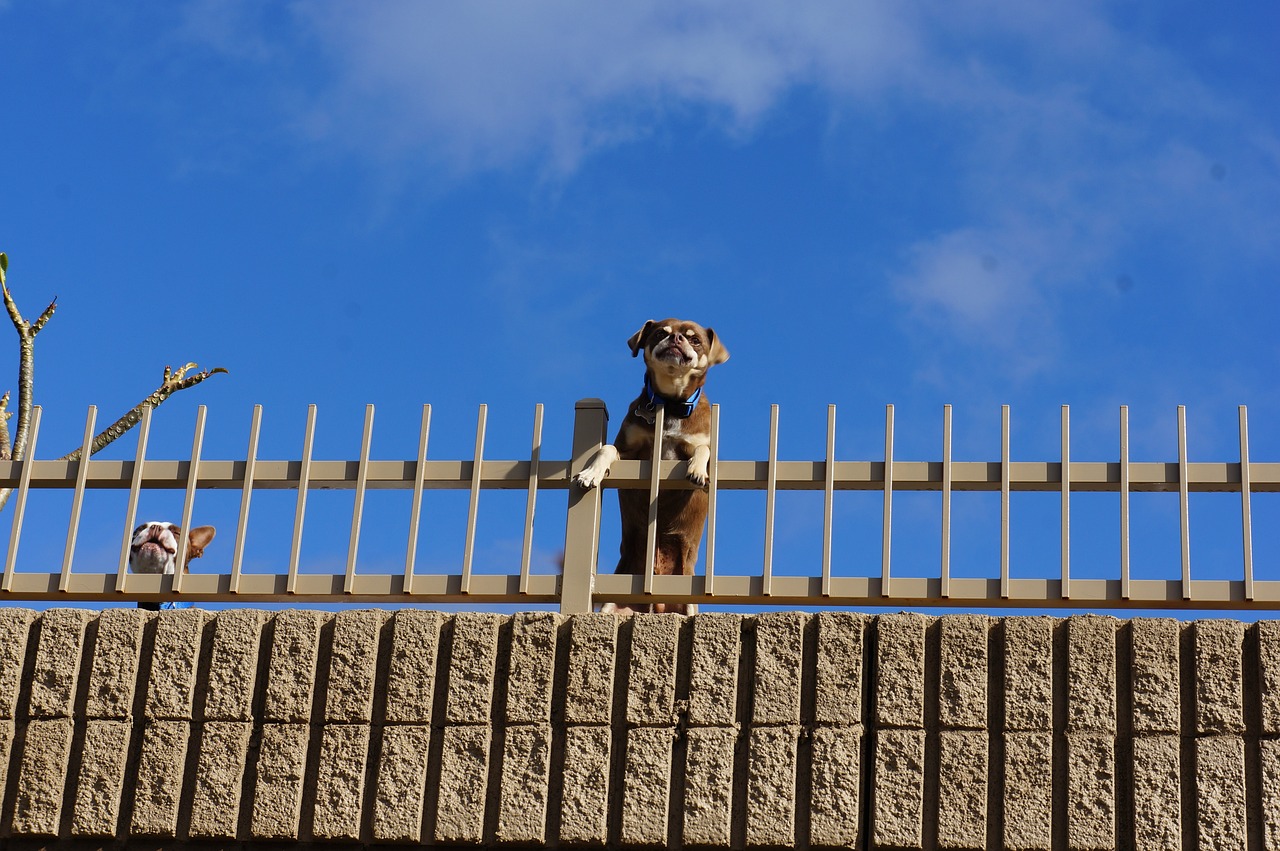 100+ Free Barking Dog & Dog Images - Pixabay