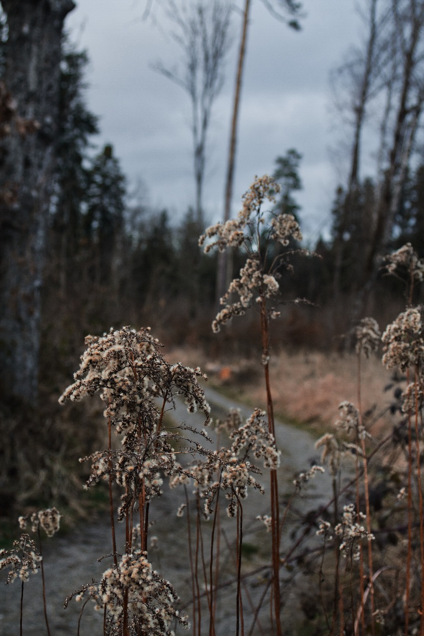 Forrest Forest Plants - Free photo on Pixabay