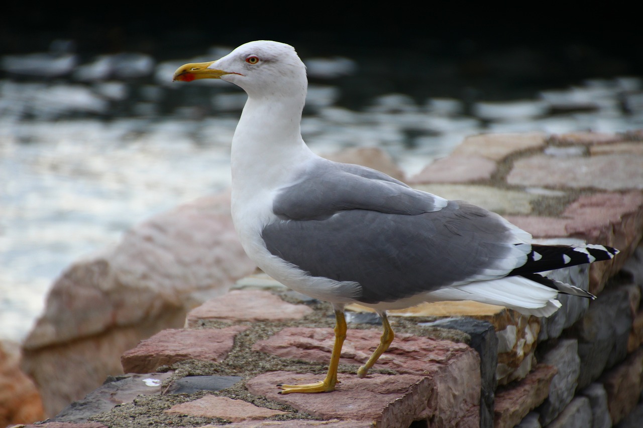 Gull Bird Wing - Free photo on Pixabay - Pixabay