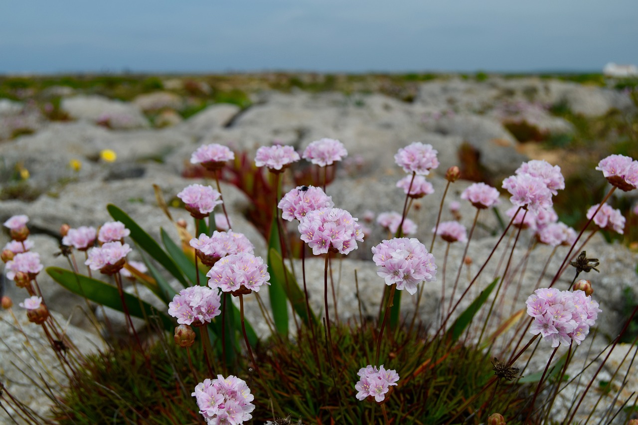 Blumen Fels Natur - Kostenloses Foto auf Pixabay - Pixabay