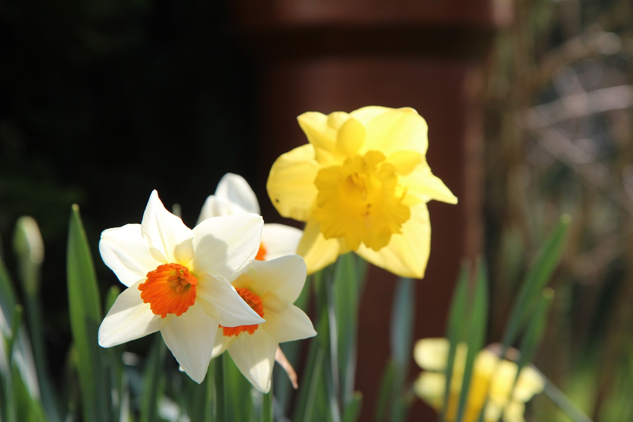 Narcisses Floraison Fleurs - Photo gratuite sur Pixabay - Pixabay