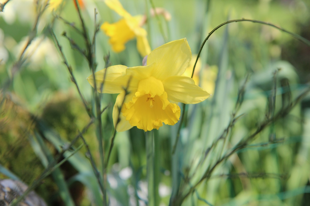 Påskeliljer Blomstrende Blomster - Gratis foto på Pixabay - Pixabay