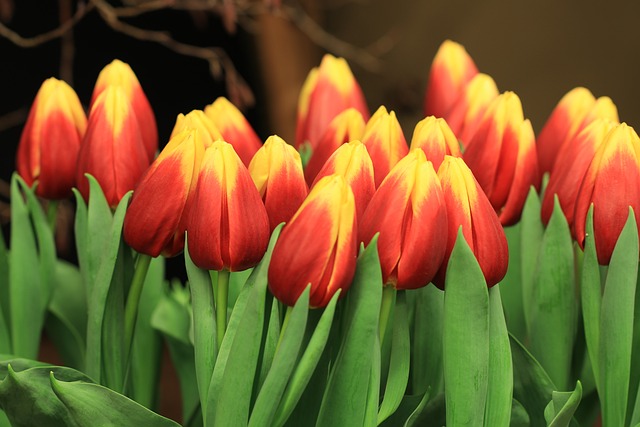 Tulip Bunga Belanda - Foto gratis di Pixabay - Pixabay