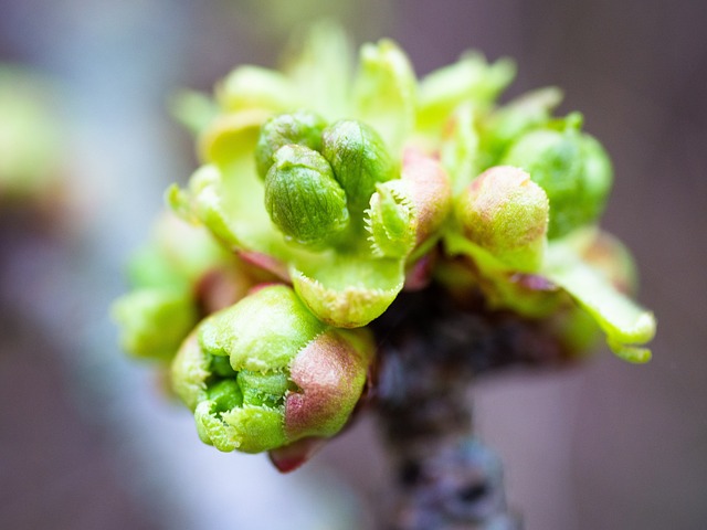 Bourgeon Le Printemps Branche - Photo gratuite sur Pixabay - Pixabay