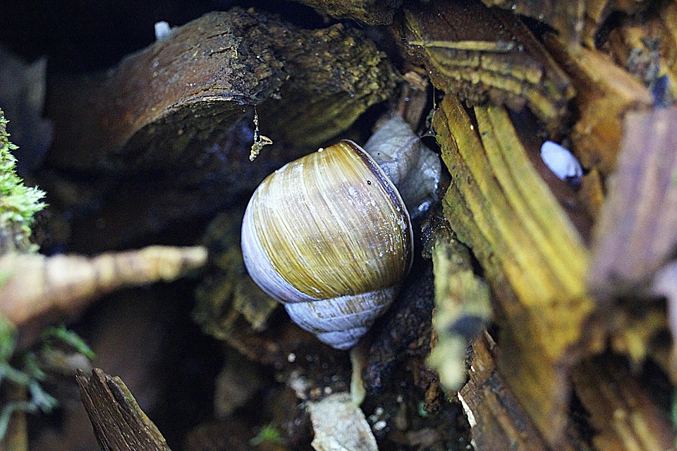 Escargot Nature - Photo gratuite sur Pixabay - Pixabay