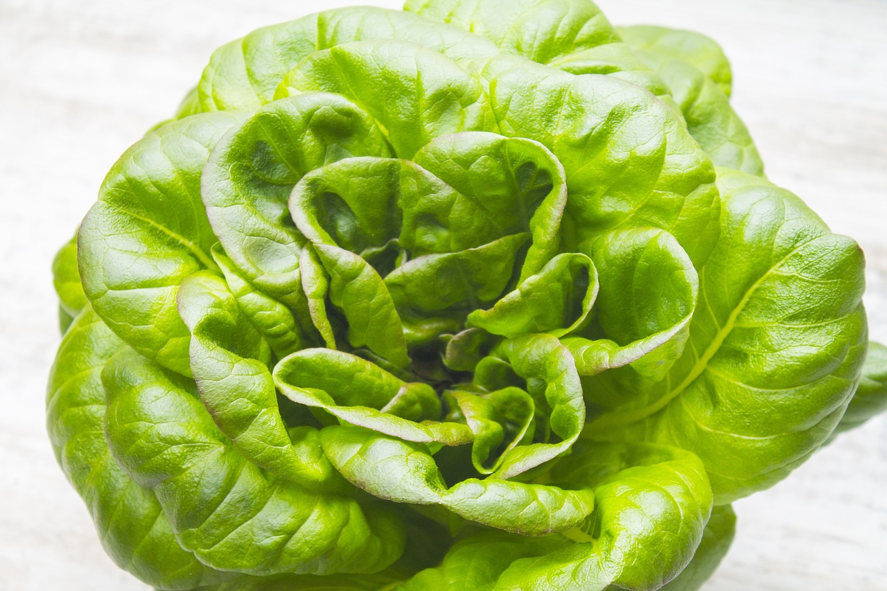 Salade Vert Rouge Lactuca - Photo gratuite sur Pixabay - Pixabay