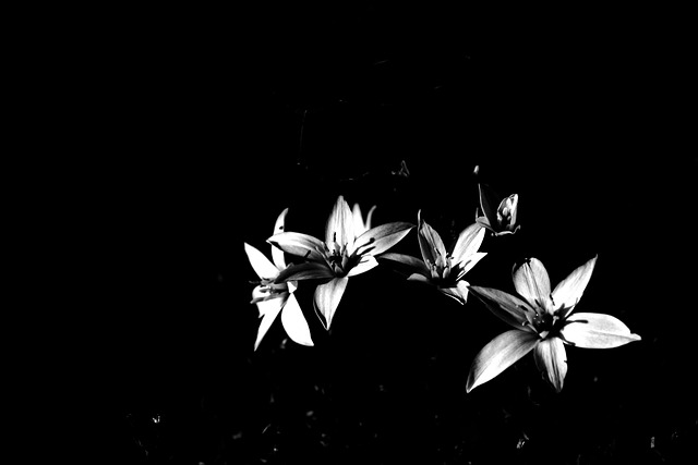 Flowers Background Black - Free photo on Pixabay - Pixabay