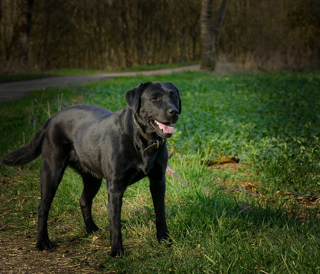 Hund Liebe Haustier - Kostenloses Foto auf Pixabay - Pixabay