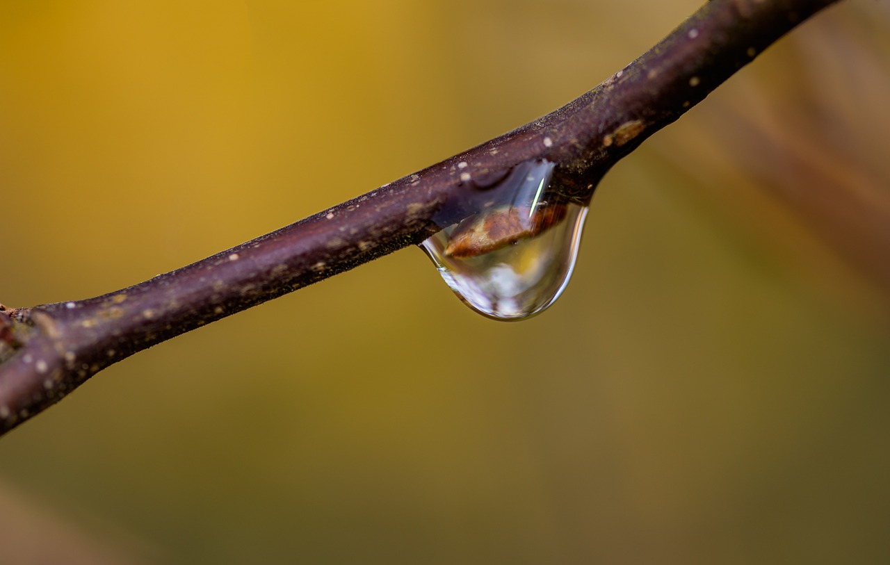 Wassertropfen Knospe Ast - Kostenloses Foto auf Pixabay - Pixabay