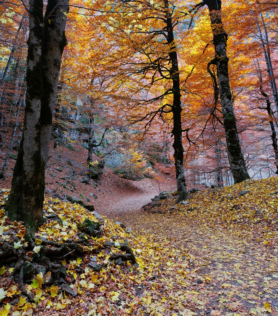 Automne Forêt Couleurs - Photo gratuite sur Pixabay - Pixabay