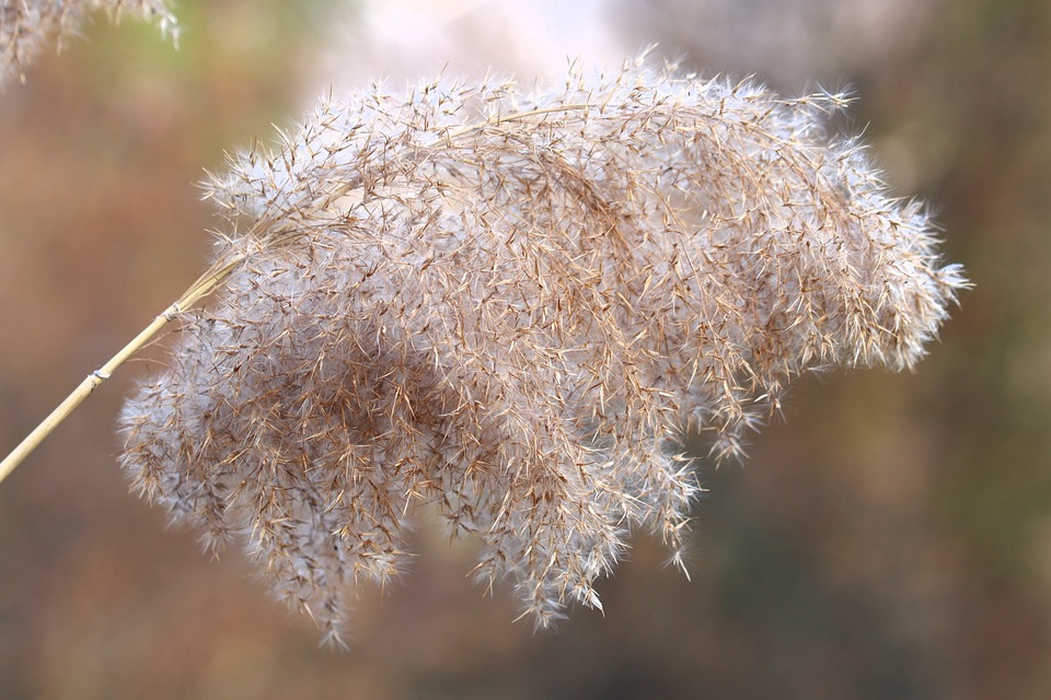 Jonc Nature Le Printemps - Photo gratuite sur Pixabay