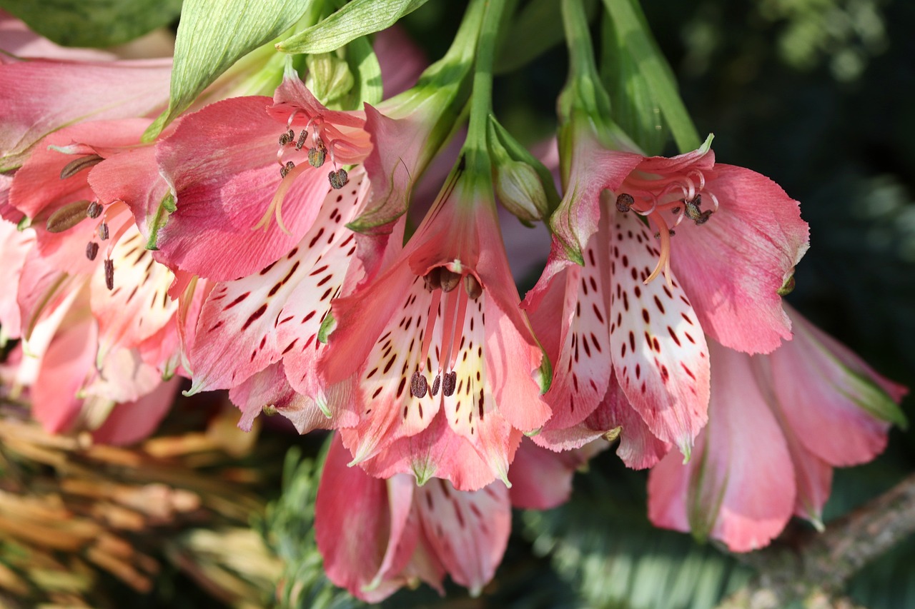 +10.000 Ücretsiz Inca Lilies ve Doğa Görseli - Pixabay