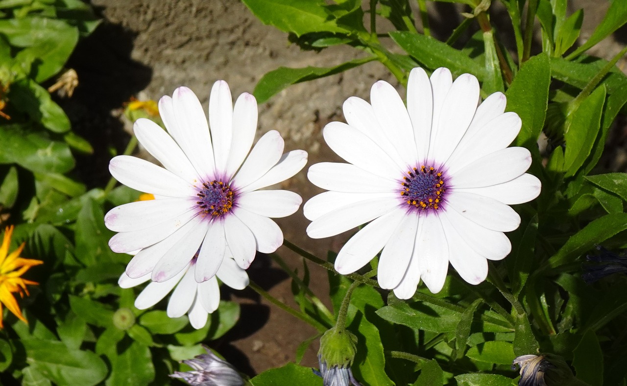 Bunga Daisy Afrika Calenduleae - Foto gratis di Pixabay - Pixabay